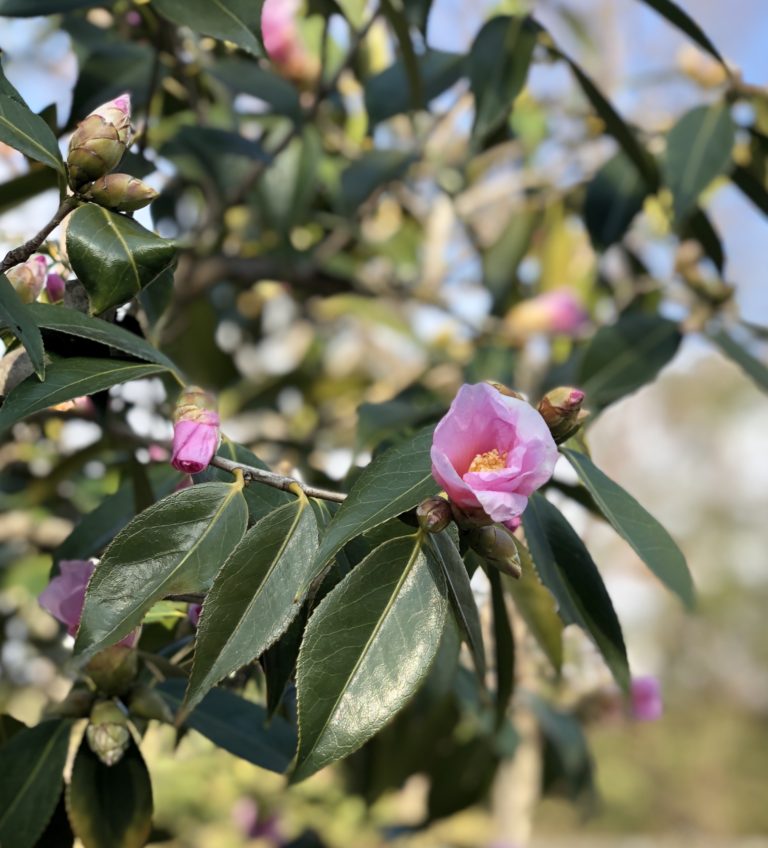 侘助 Camélia – Shoho Teramoto Japanese Calligraphy